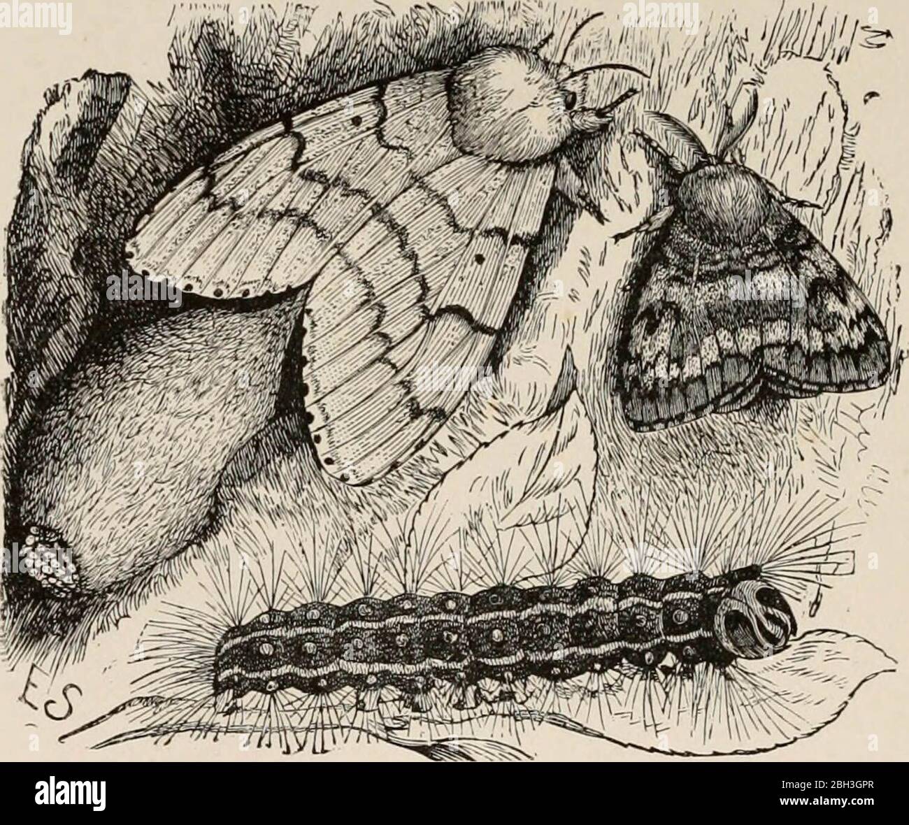 "Animal coloration; an account of the principal facts and theories ...