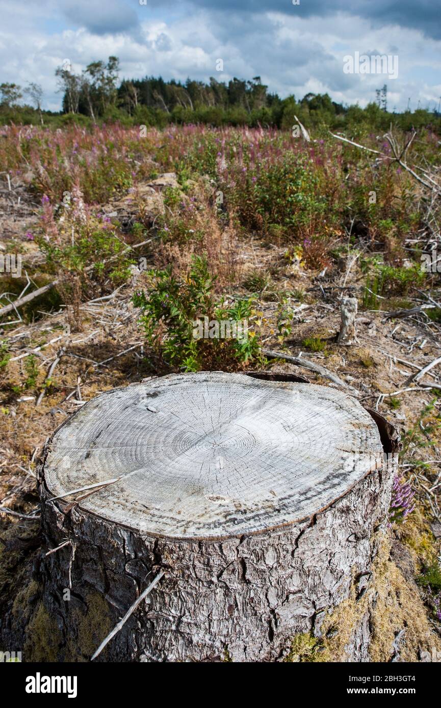 Chopped tree stump on a Pine tree forestry farm Stock Photo - Alamy