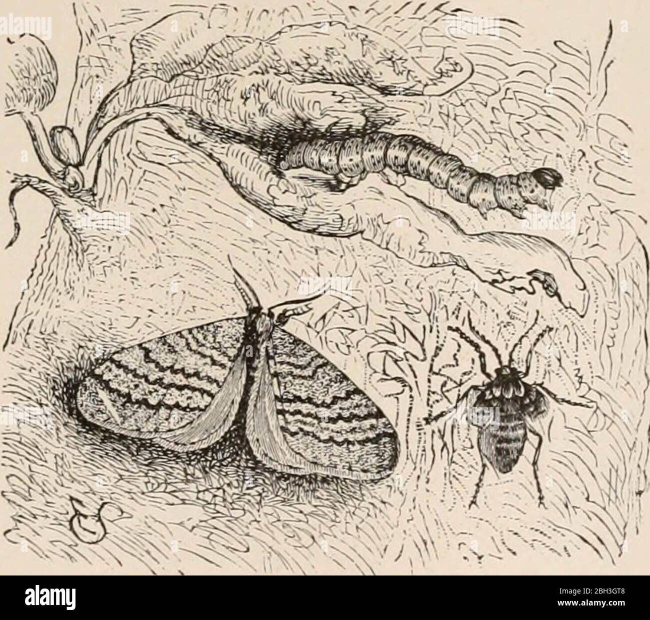 "Animal coloration; an account of the principal facts and theories ...