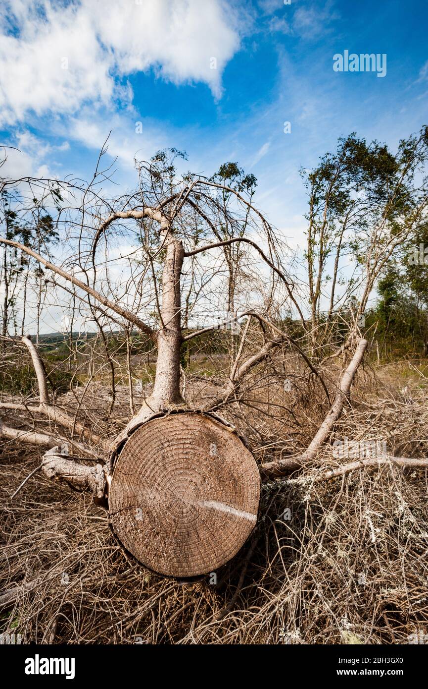 Chopped tree trunk hi-res stock photography and images - Alamy