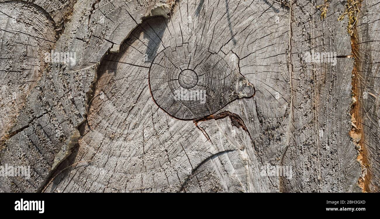 Chopped tree trunk stump texture panorama Stock Photo - Alamy