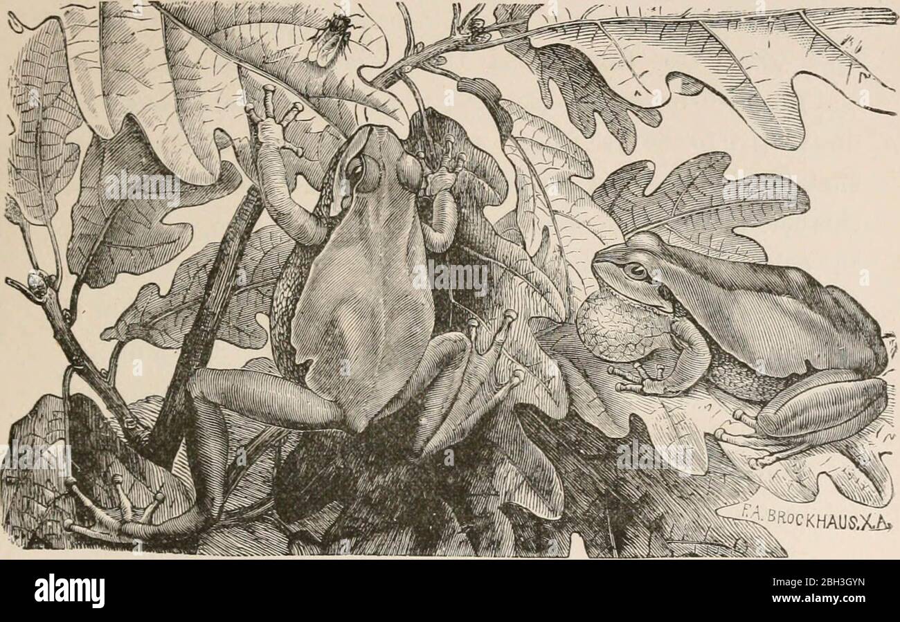 "Animal coloration; an account of the principal facts and theories ...