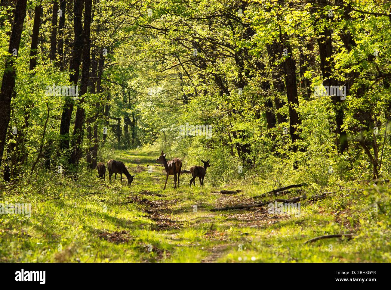 Deer in forest oak tree hi-res stock photography and images - Alamy