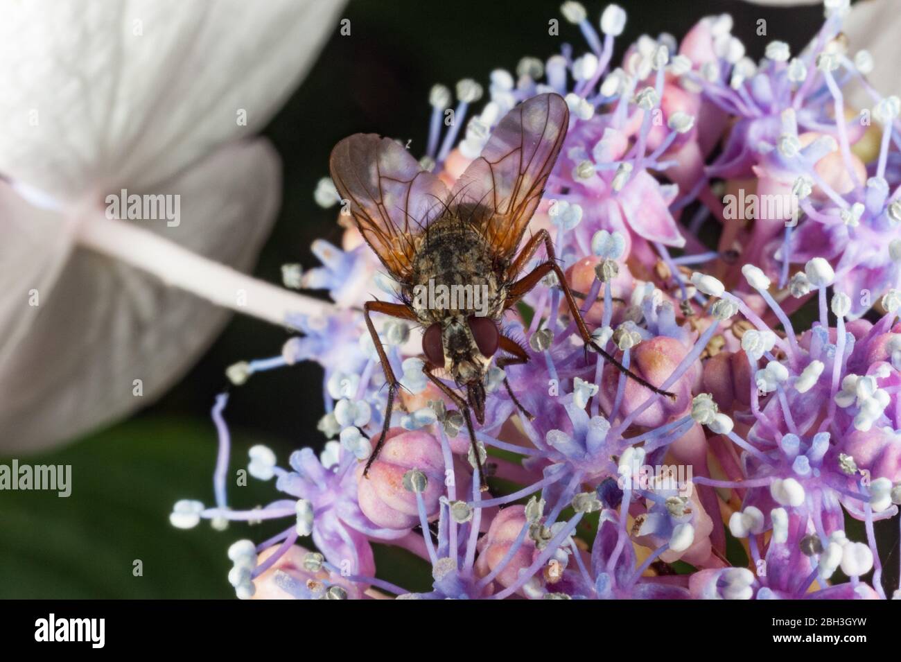 Plant pollen microscopic hi-res stock photography and images - Alamy