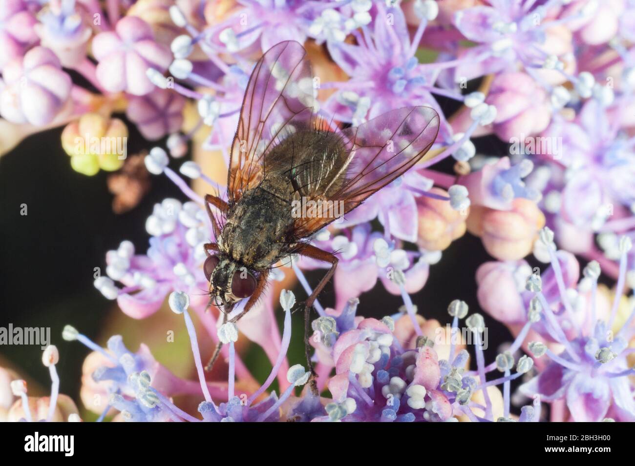 Plant pollen microscopic hi-res stock photography and images - Alamy