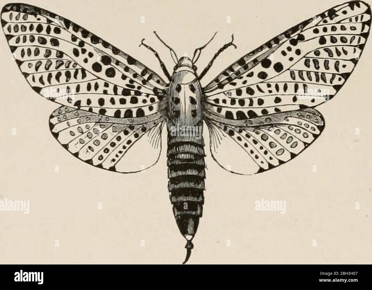 "Animal coloration; an account of the principal facts and theories ...