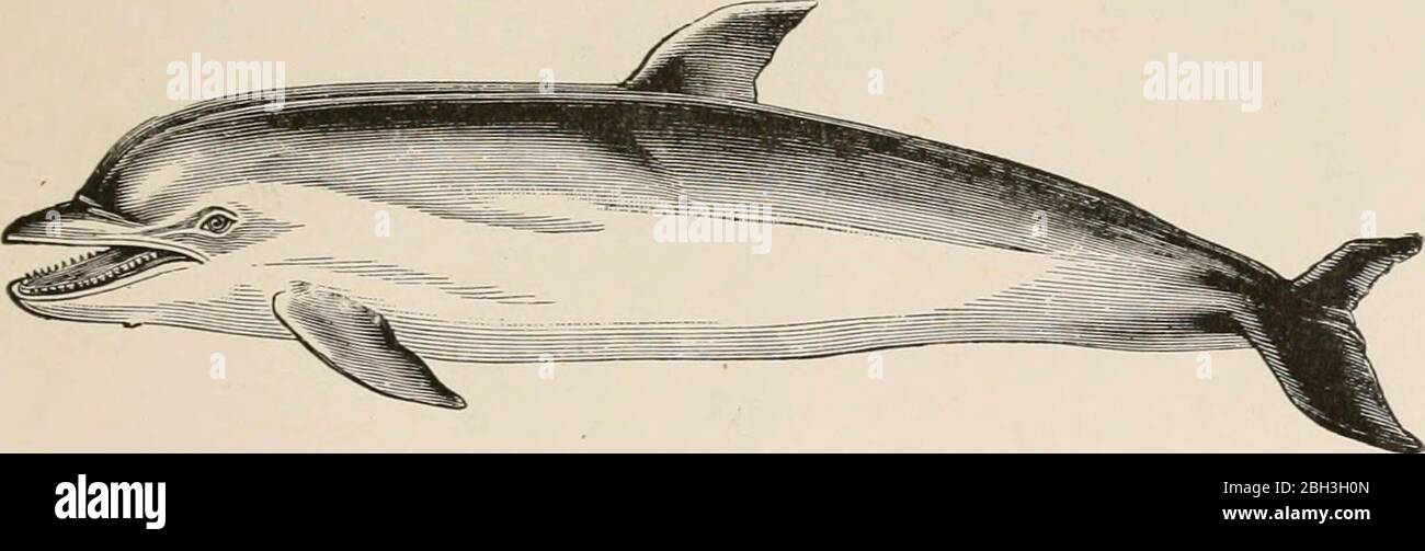 "Animal coloration; an account of the principal facts and theories ...