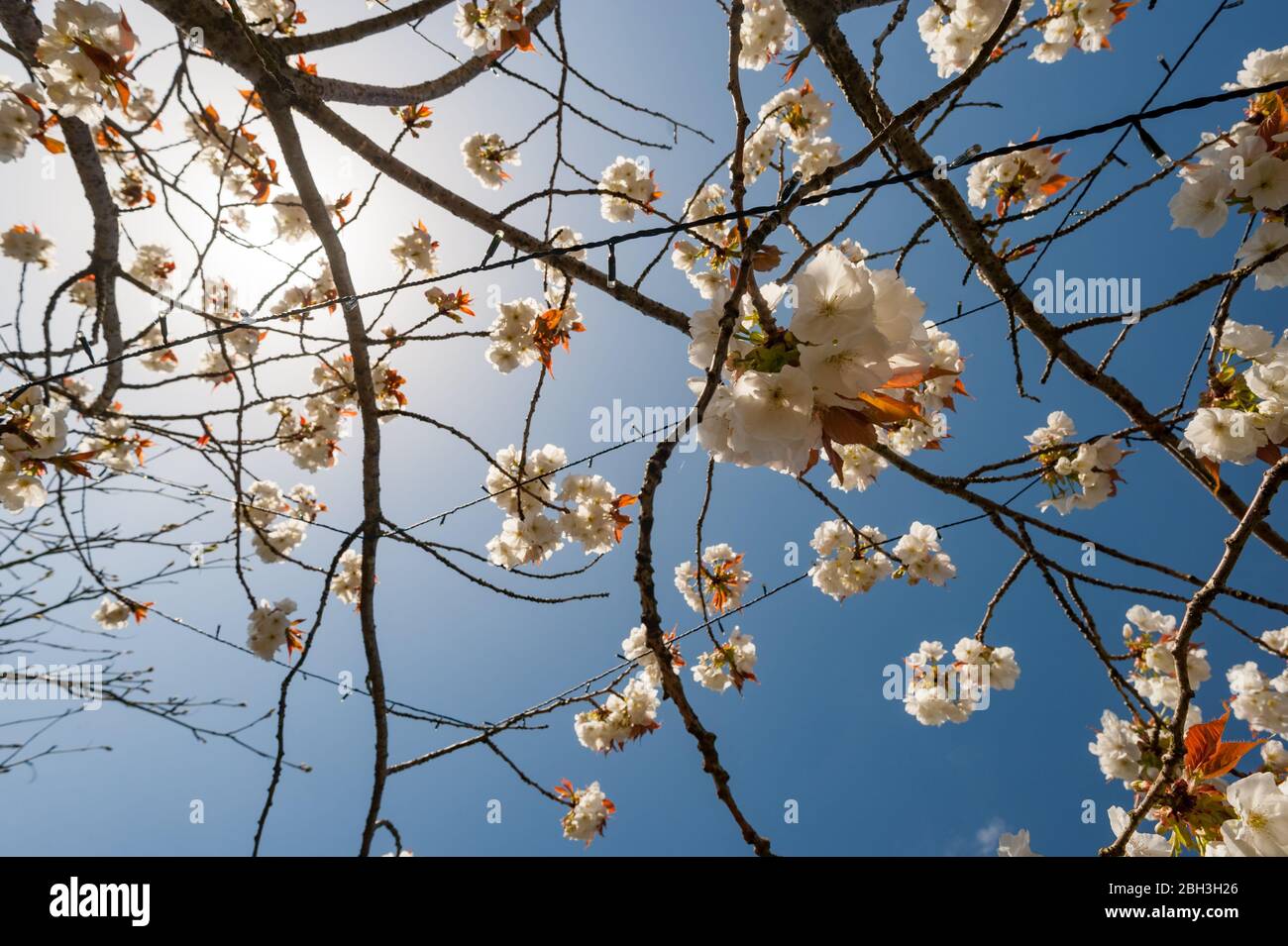 Looking up to sky orchard hi-res stock photography and images - Alamy