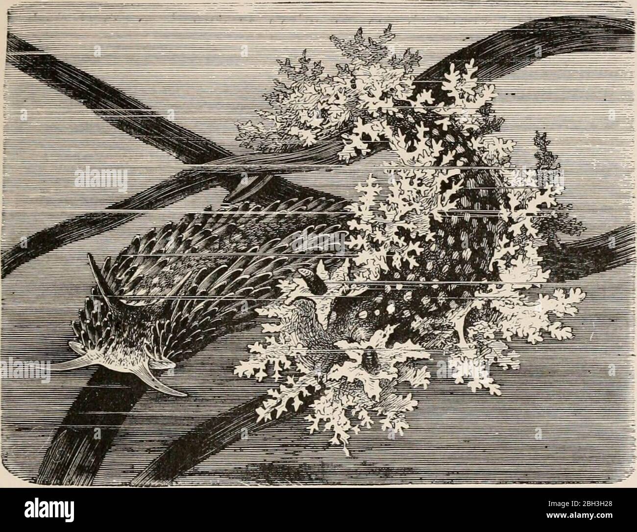 "Animal coloration; an account of the principal facts and theories ...