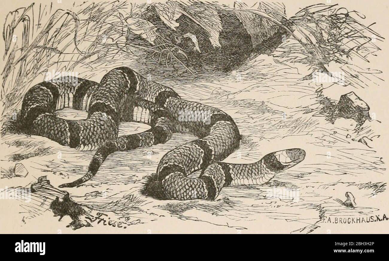 "Animal coloration; an account of the principal facts and theories ...