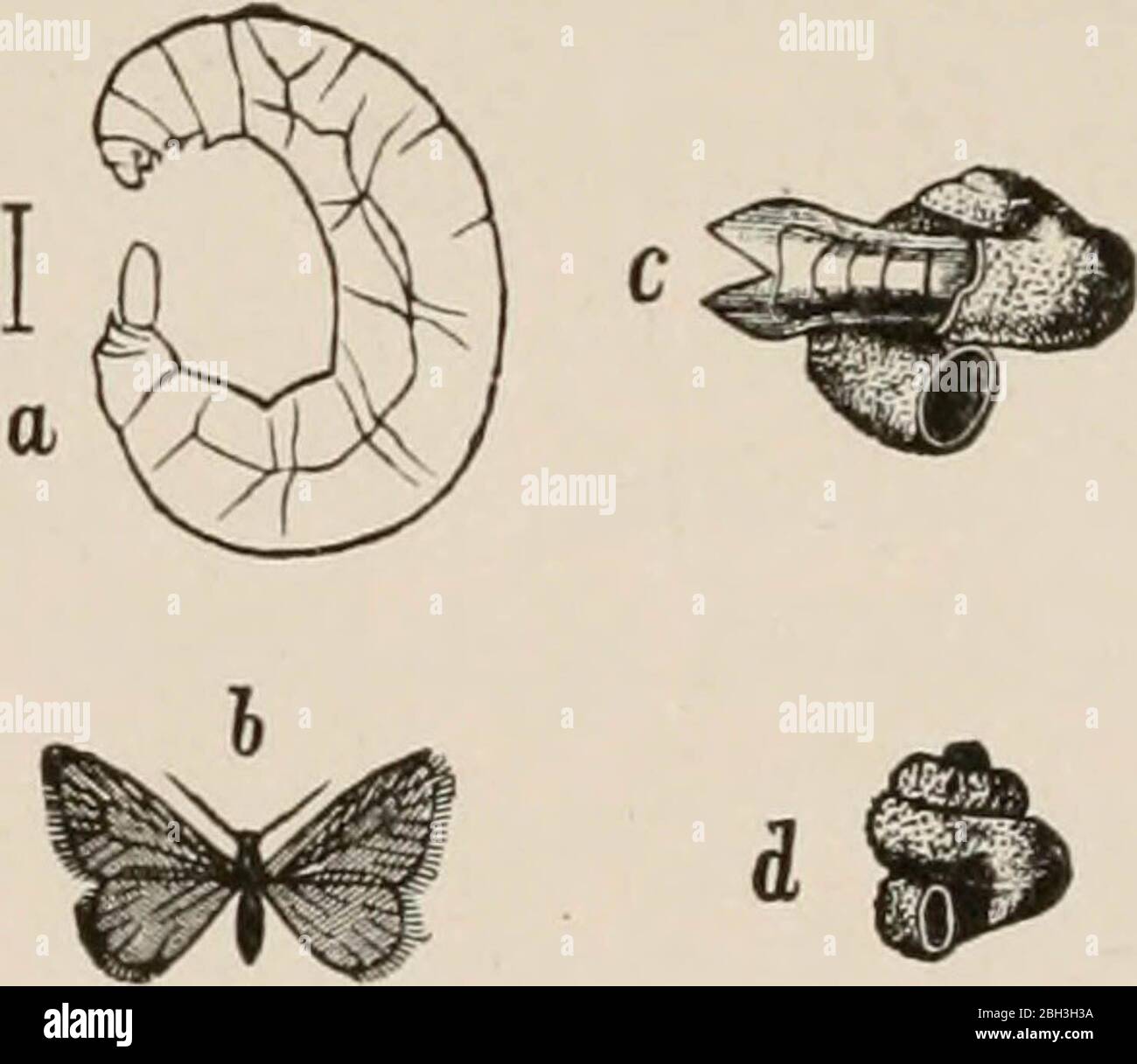 "Animal coloration; an account of the principal facts and theories ...