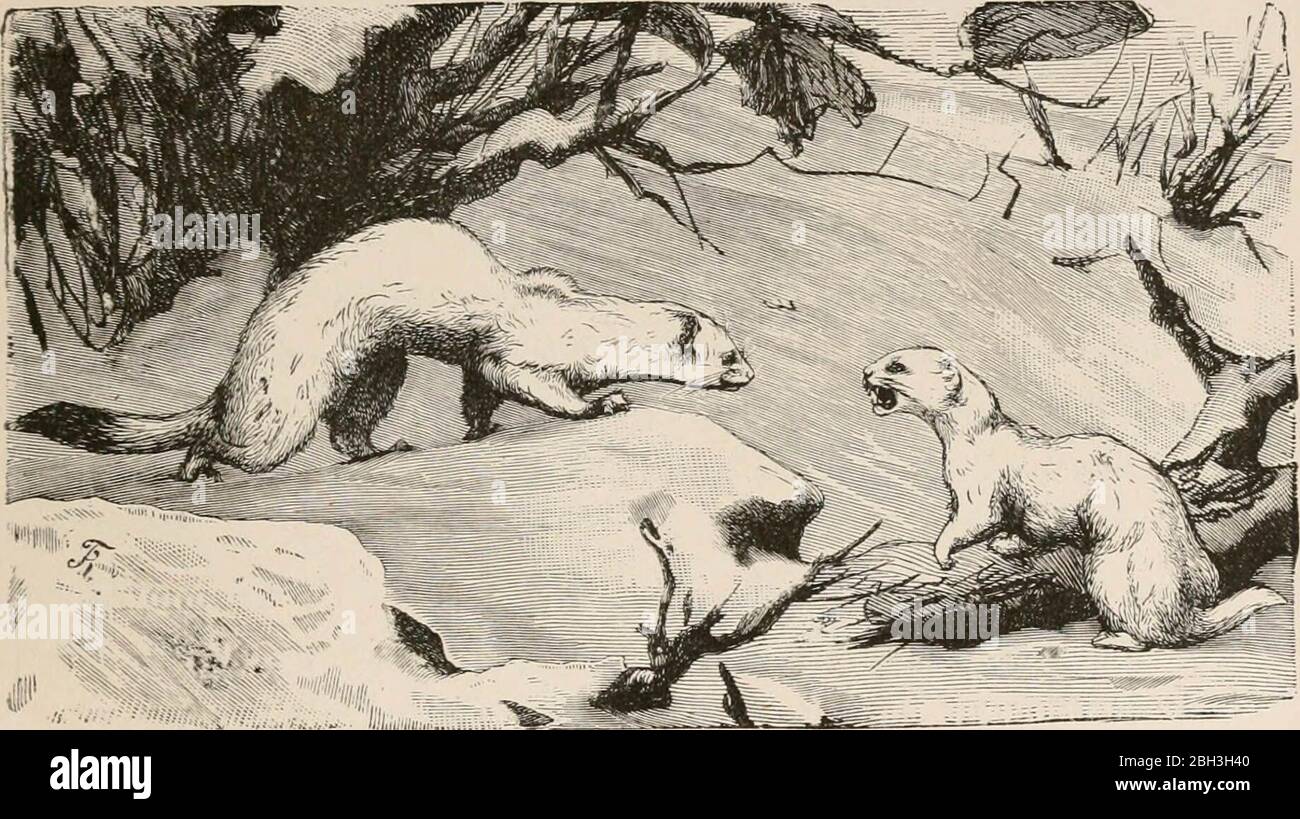 "Animal coloration; an account of the principal facts and theories ...