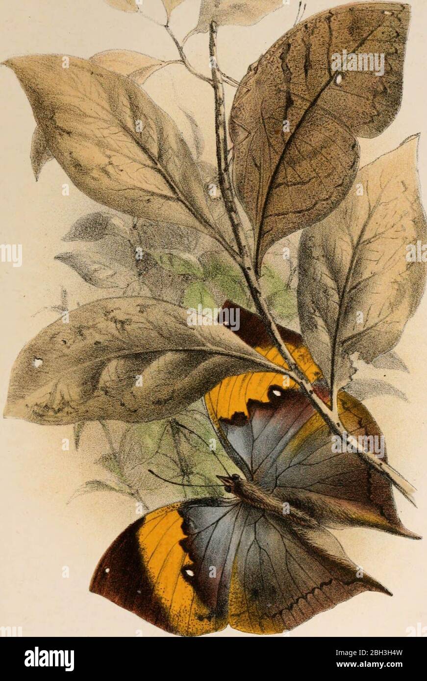 "Animal coloration; an account of the principal facts and theories ...