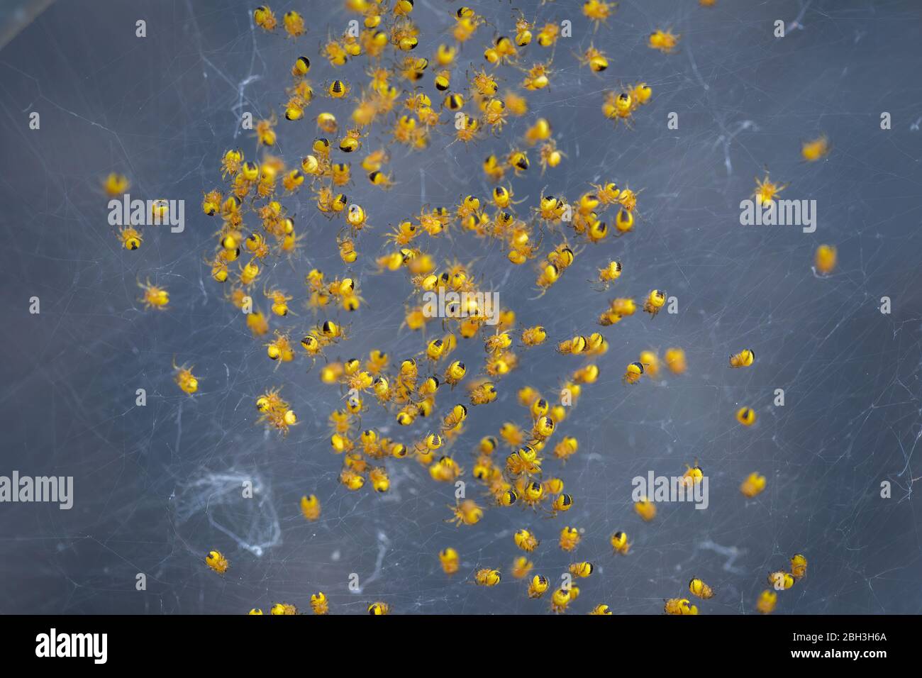 Newly hatched baby Araneus diadematus garden spiders Stock Photo - Alamy