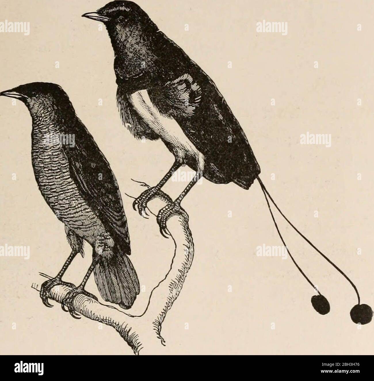 "Animal coloration; an account of the principal facts and theories ...