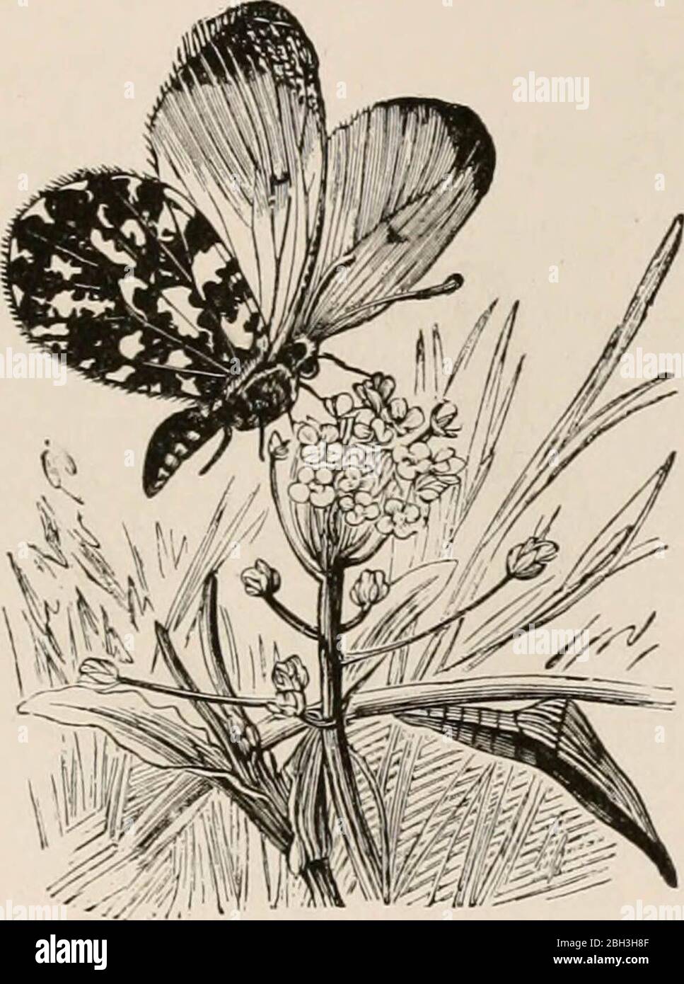 "Animal coloration; an account of the principal facts and theories ...