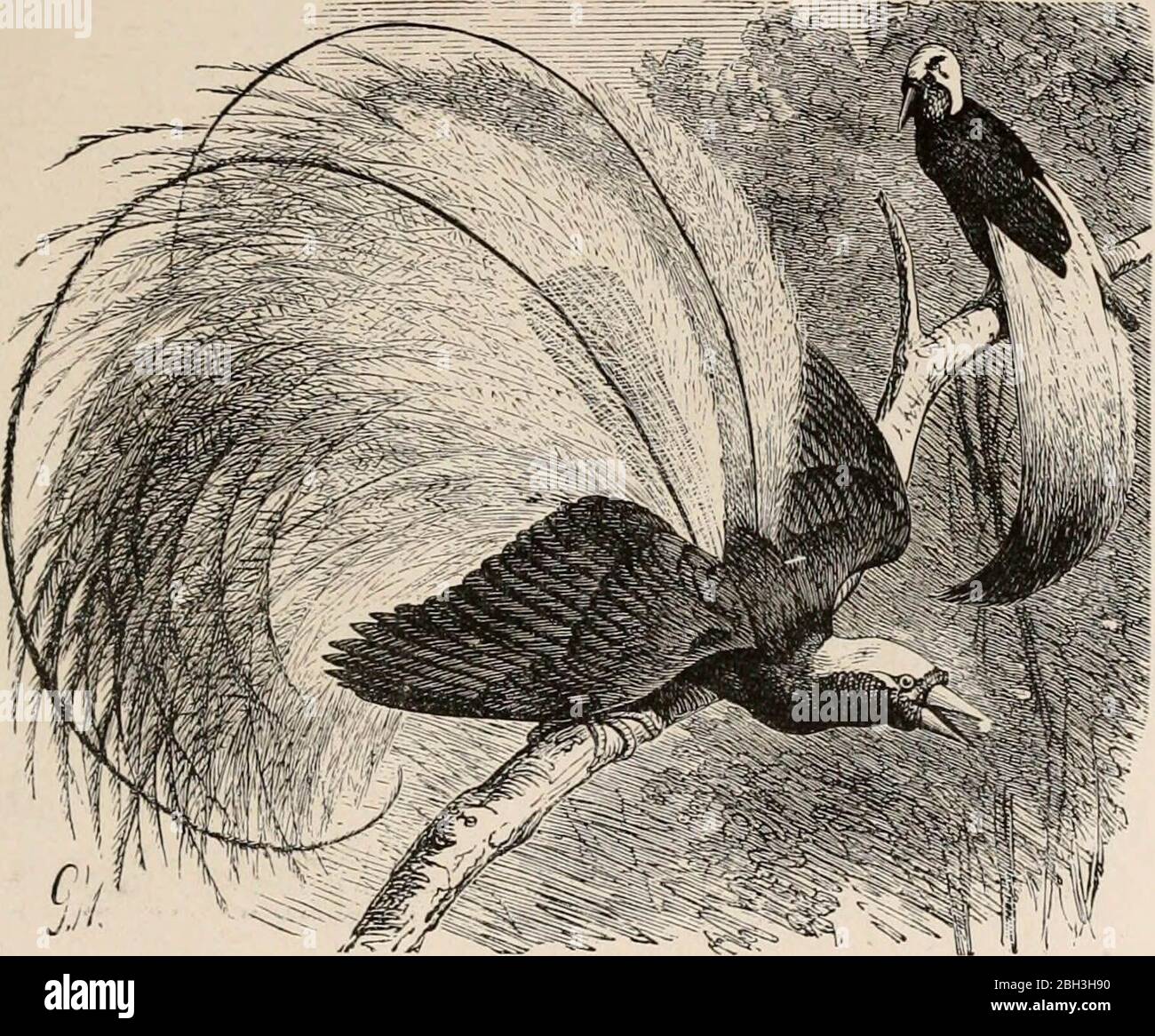 "Animal coloration; an account of the principal facts and theories ...