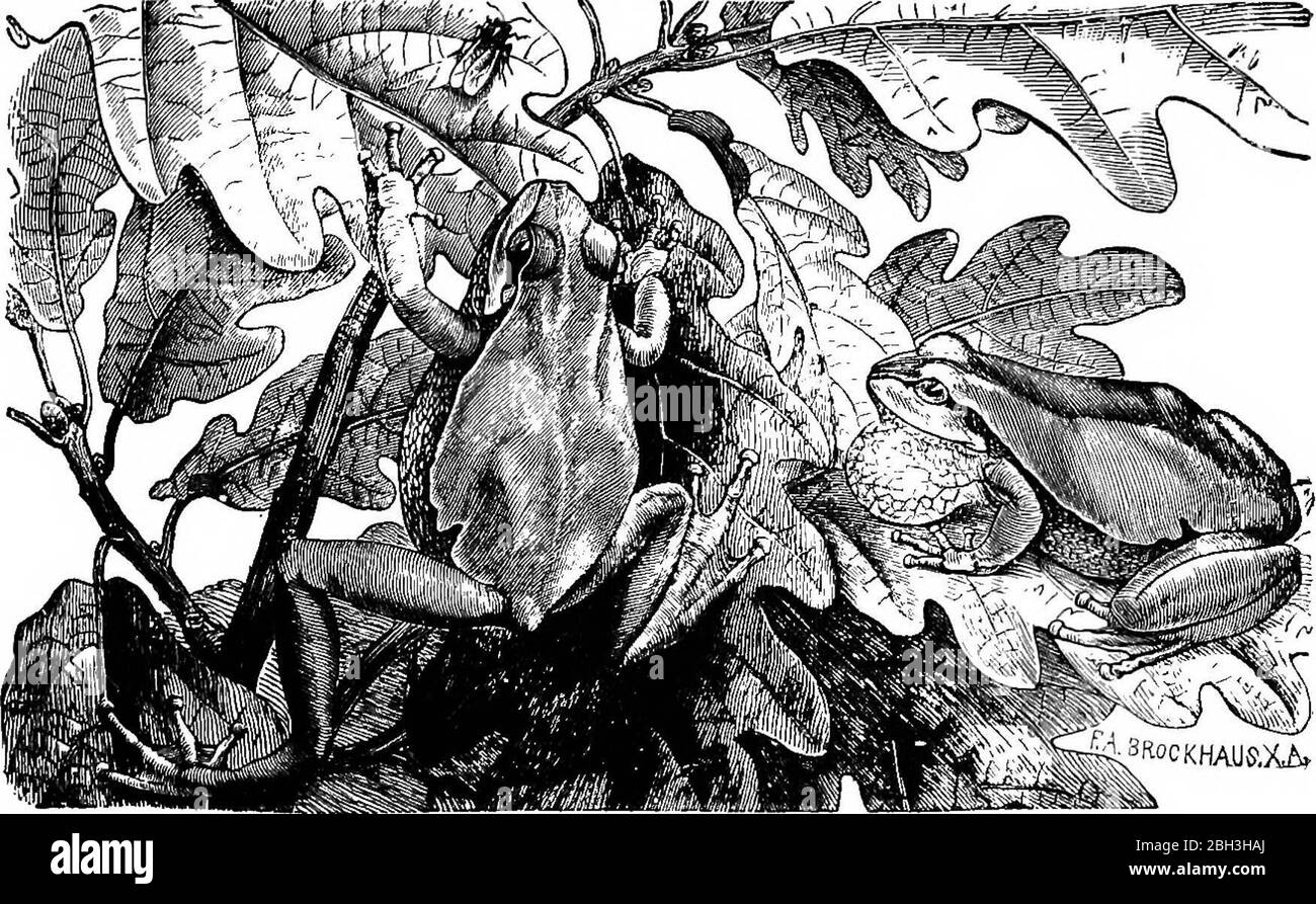 "Animal coloration; an account of the principal facts and theories ...