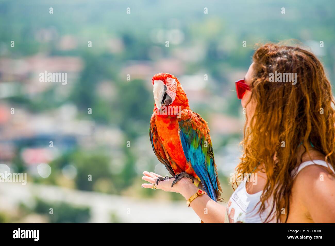 big parrot on hand with a view of pamukkale Stock Photo - Alamy