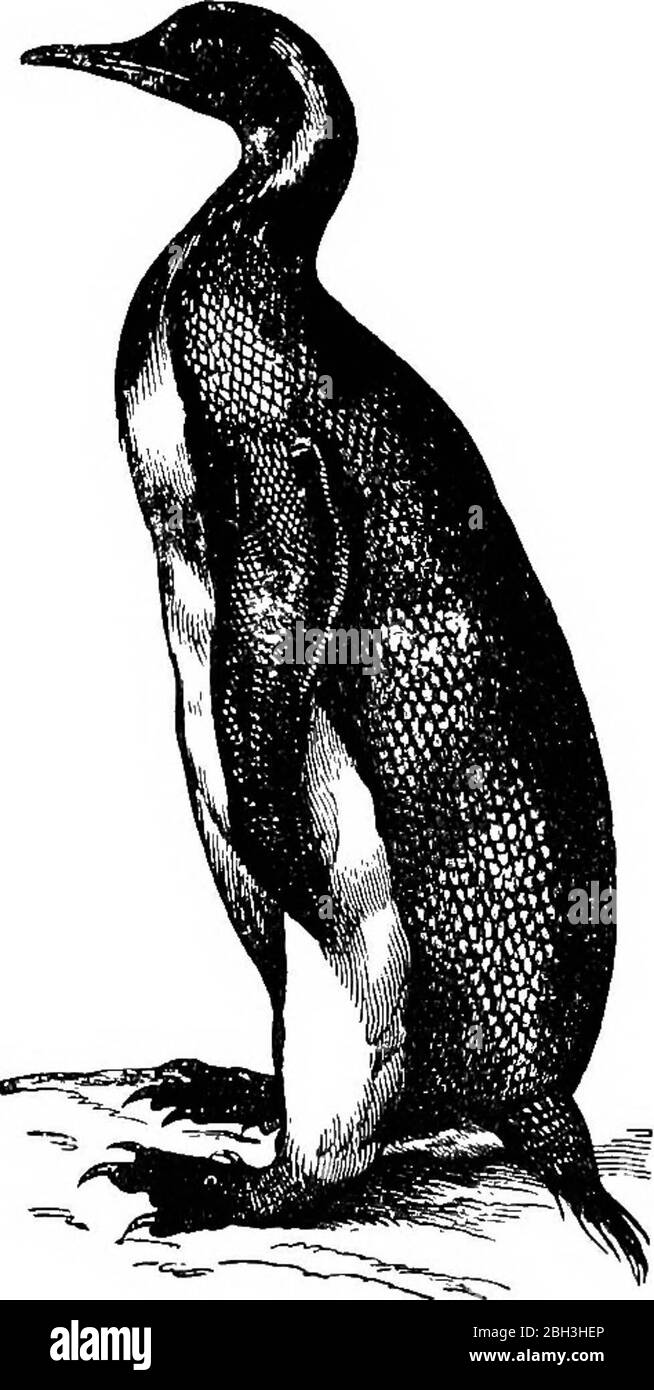 "Animal coloration; an account of the principal facts and theories ...