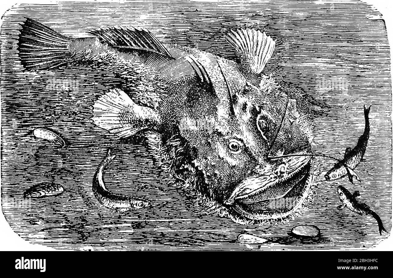 "Animal coloration; an account of the principal facts and theories ...