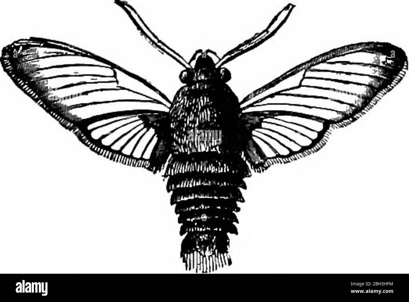 "Animal coloration; an account of the principal facts and theories ...