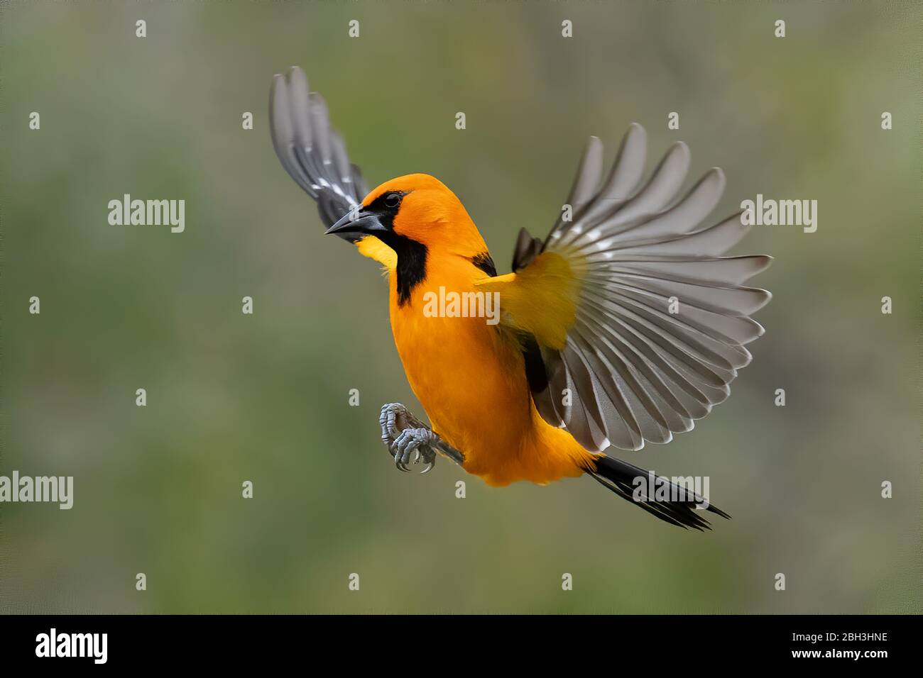 Northern Oriole Flying