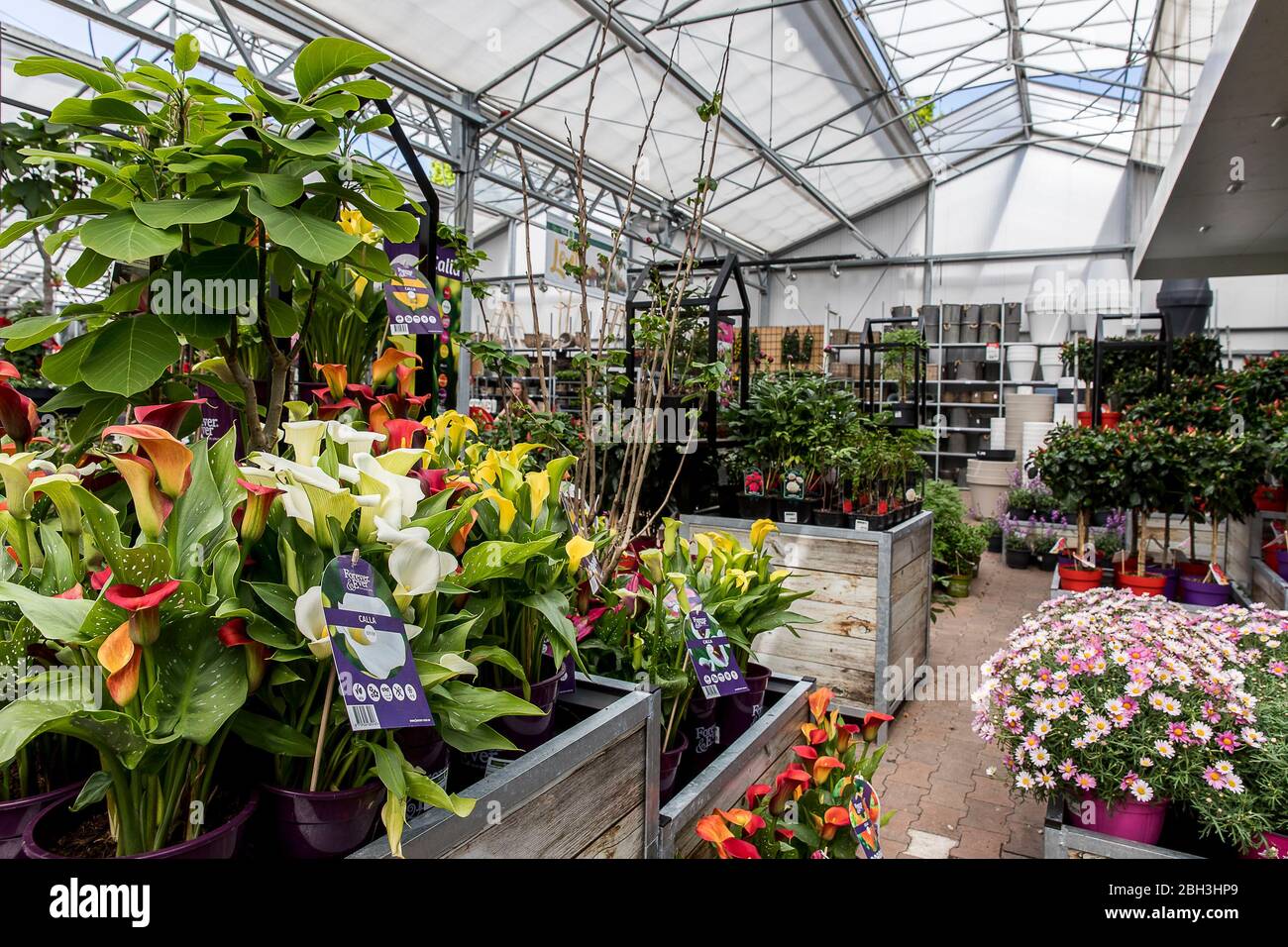 TILBURG - 23-04-2020, Garden centre Groenrijk, interior. Flowers and ...