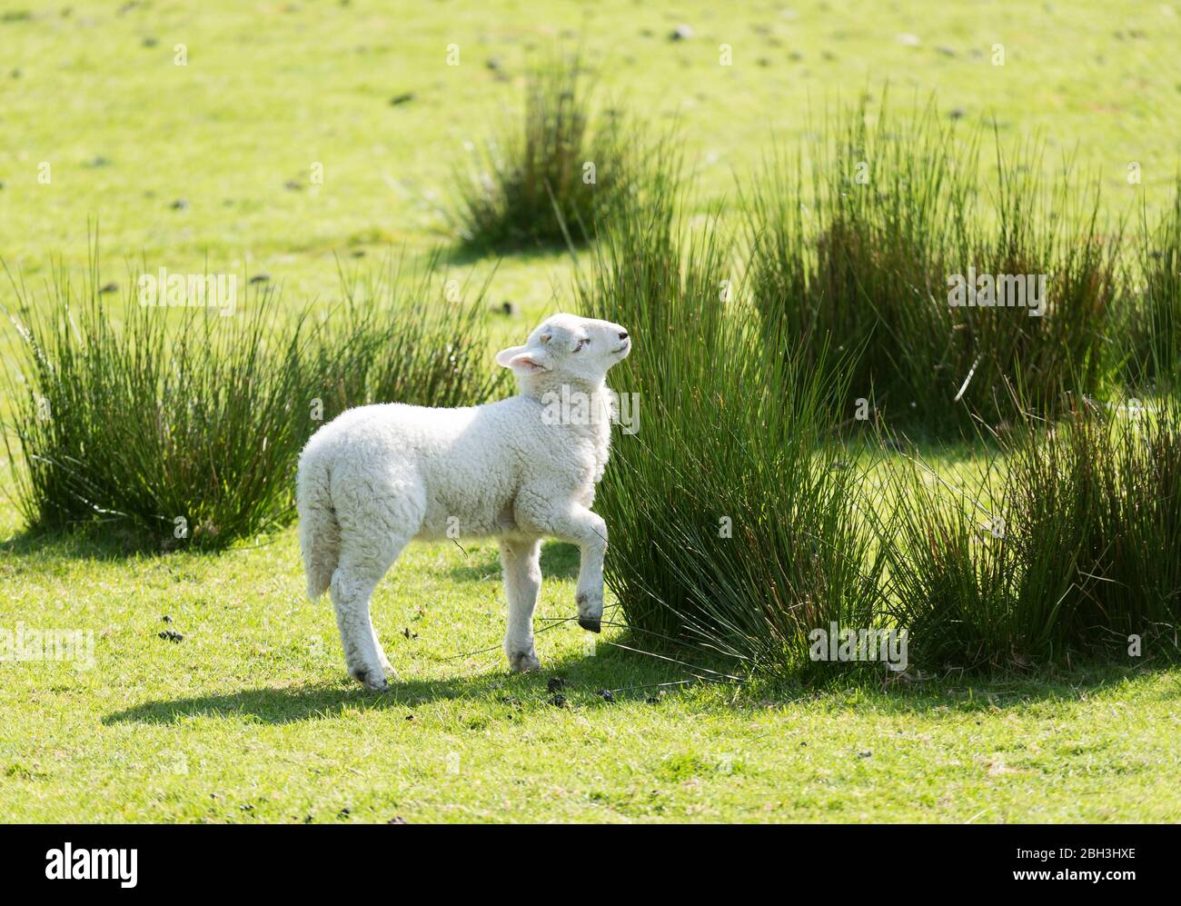 Little cute spring lamb playing in a grass meadow Stock Photo - Alamy