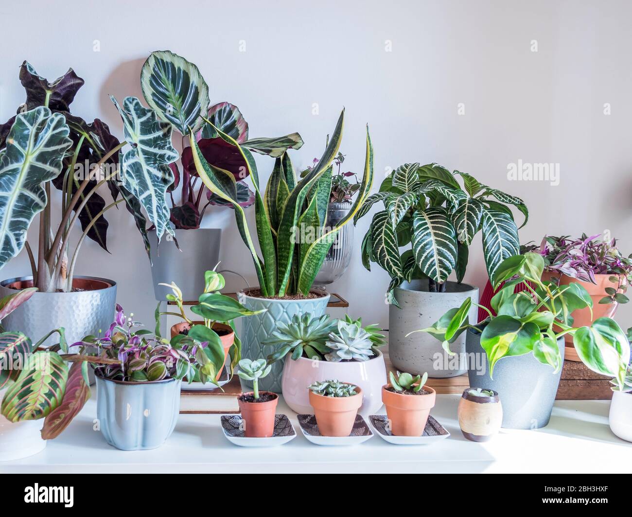 A collection of indoor house plants Stock Photo - Alamy