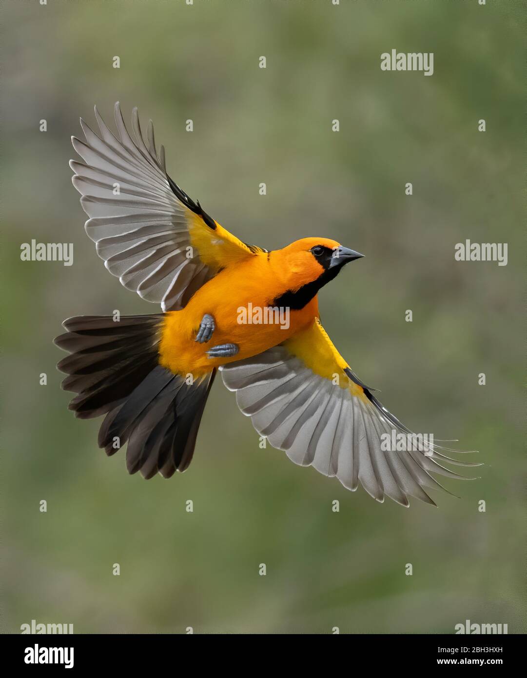 Northern Oriole Flying