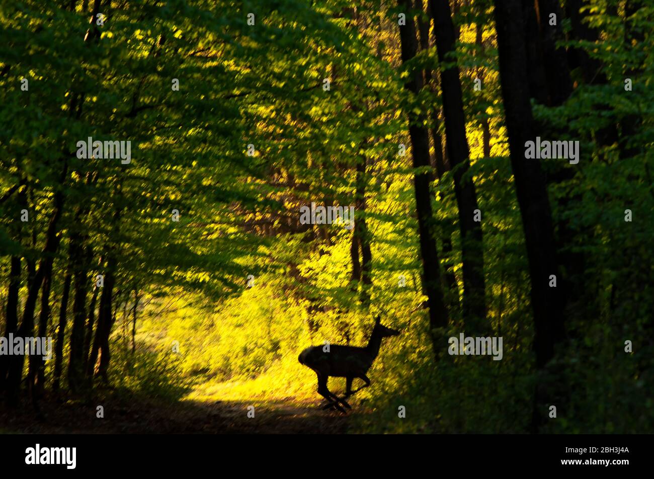 Deer in forest oak tree hi-res stock photography and images - Alamy
