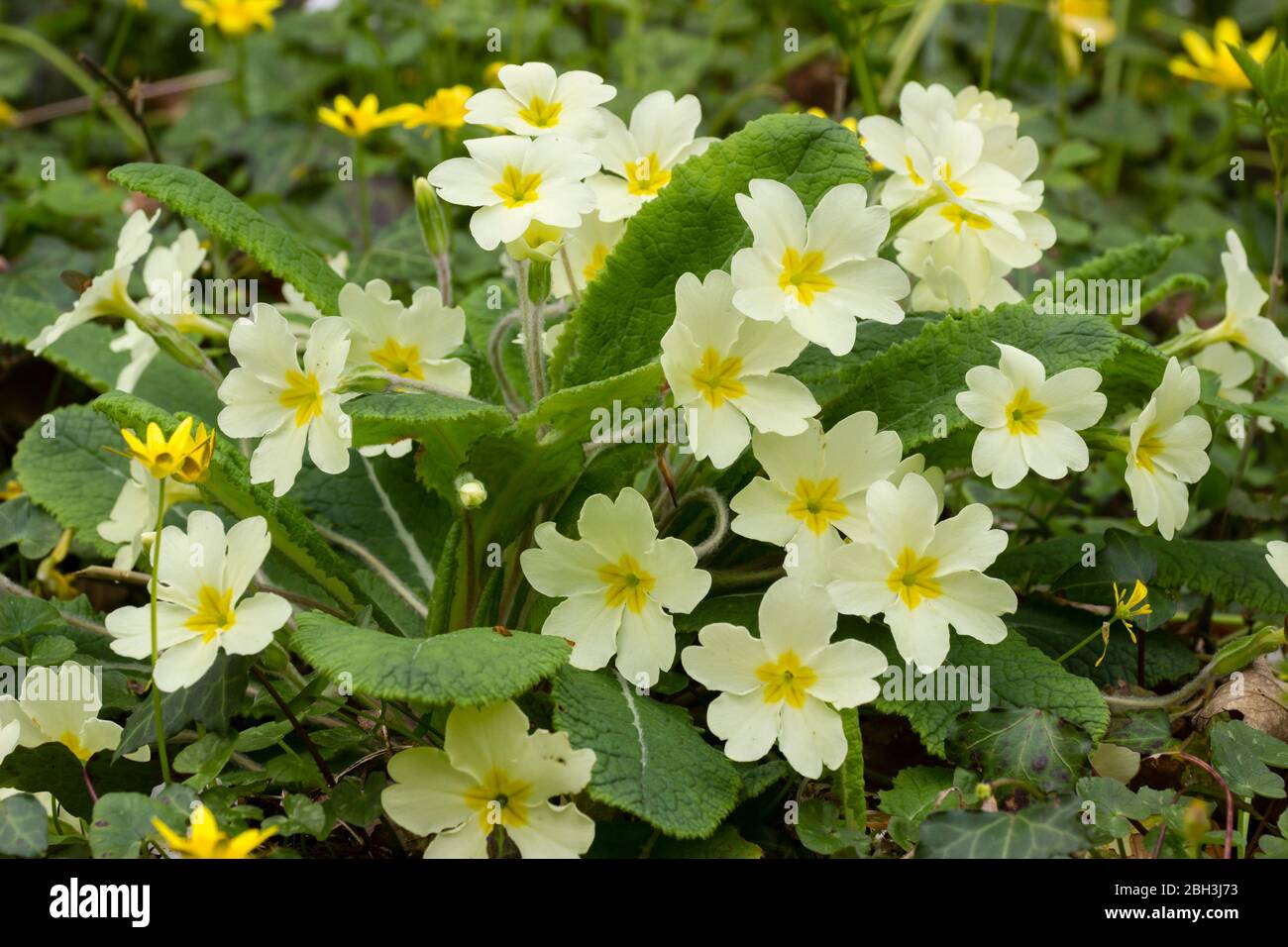 Primrose flowers uk hi-res stock photography and images - Alamy
