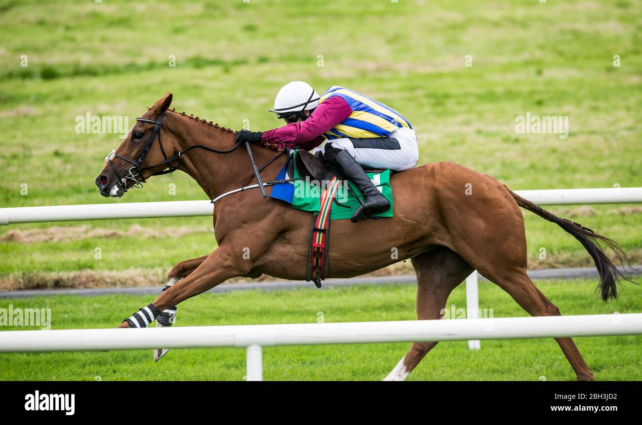 Cllose up fast sprinting race horse and jockey galloping on the race ...