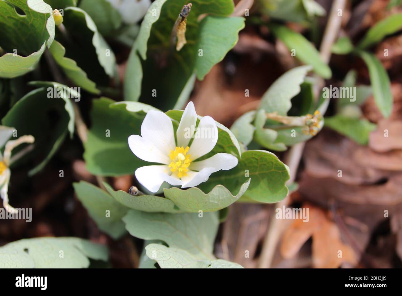 Chicago spring hi-res stock photography and images - Alamy