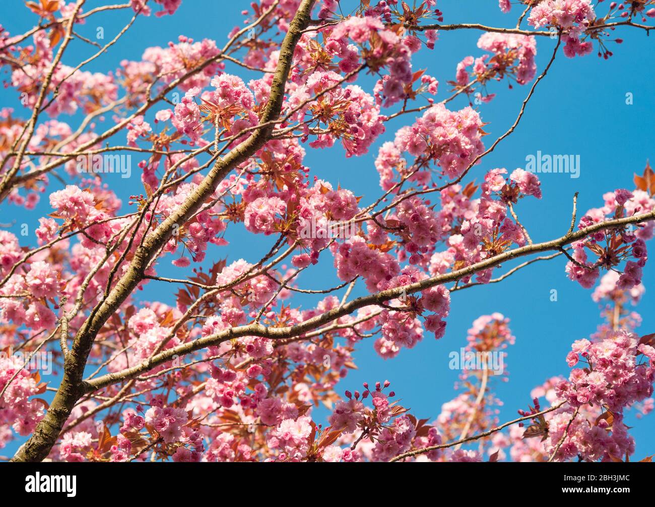 Pink poui tabebuia rosea hi-res stock photography and images - Alamy