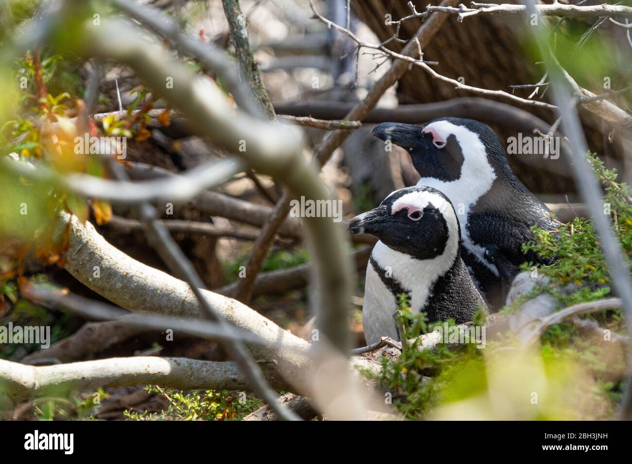 Top view of a couple of African penguins with a branch with leaves at ...