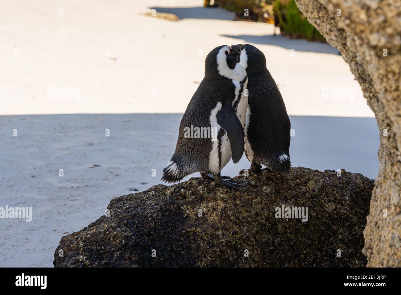 African penguin fish south africa hi-res stock photography and images ...