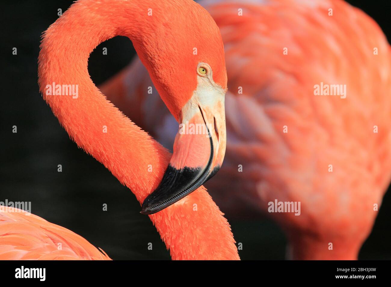 Flamingos head in profile Stock Photo - Alamy