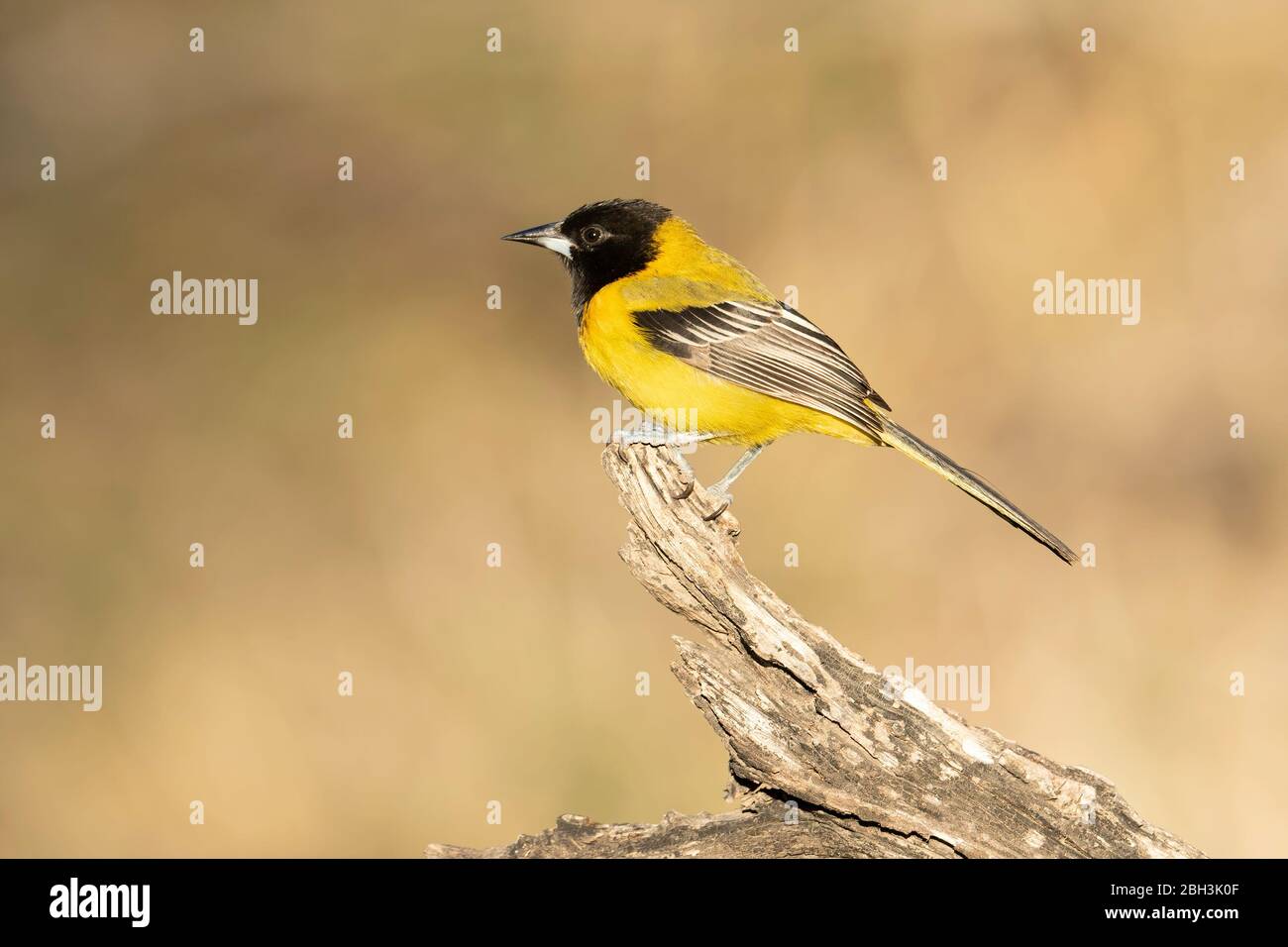 Audubon's Oriole (Icterus graduacauda), Laguna Seca Ranch, Rio Grande ...