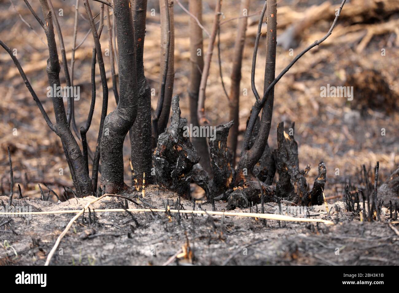Effects of grass fire on soils. Charred grass after a spring fire ...