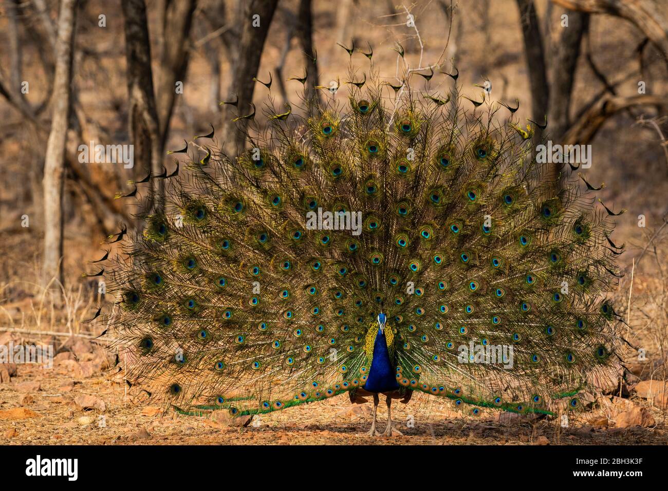 Crested peahen hi-res stock photography and images - Alamy