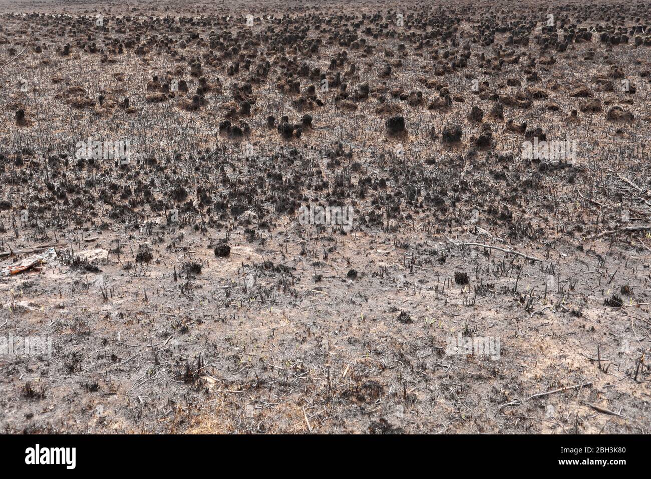 Effects of grass fire on soils. Charred grass after a spring fire ...