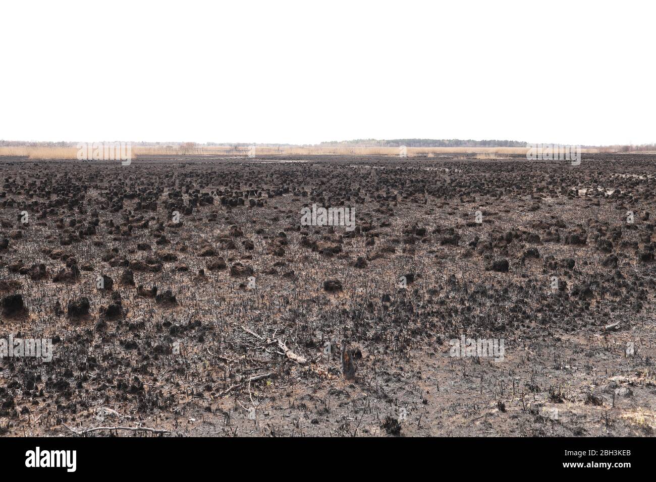 Effects of grass fire on soils. Charred grass after a spring fire ...