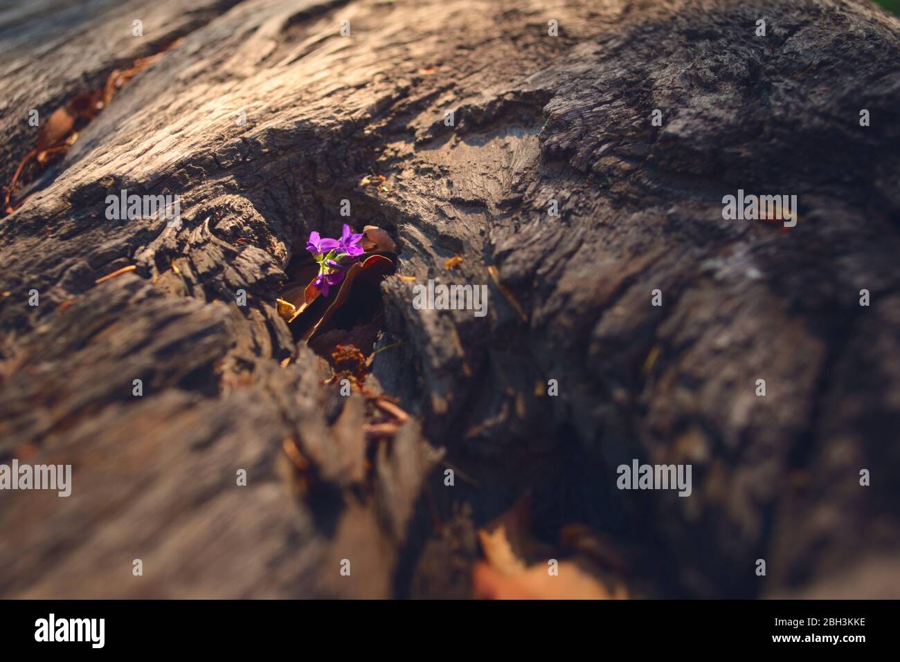 Large, cracked piece of wood with natural debris in its crevices ...