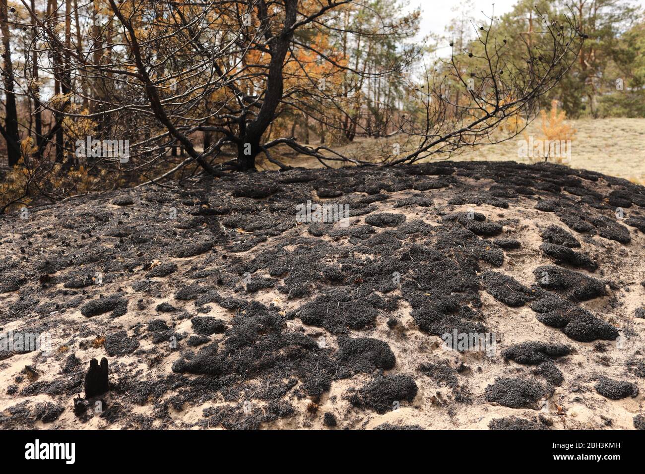 Effects of grass fire on soils. Charred grass after a spring fire ...