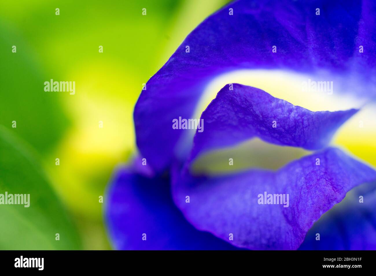 Blue Clitoria ternatea Aparajita Butterfly pea Flower Closeup Stock ...