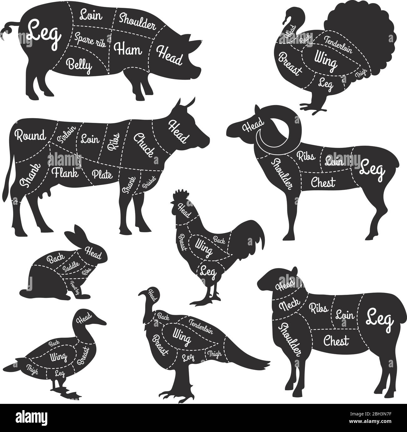 Illustrations for butcher shop. Cutting lines of different parts of ...