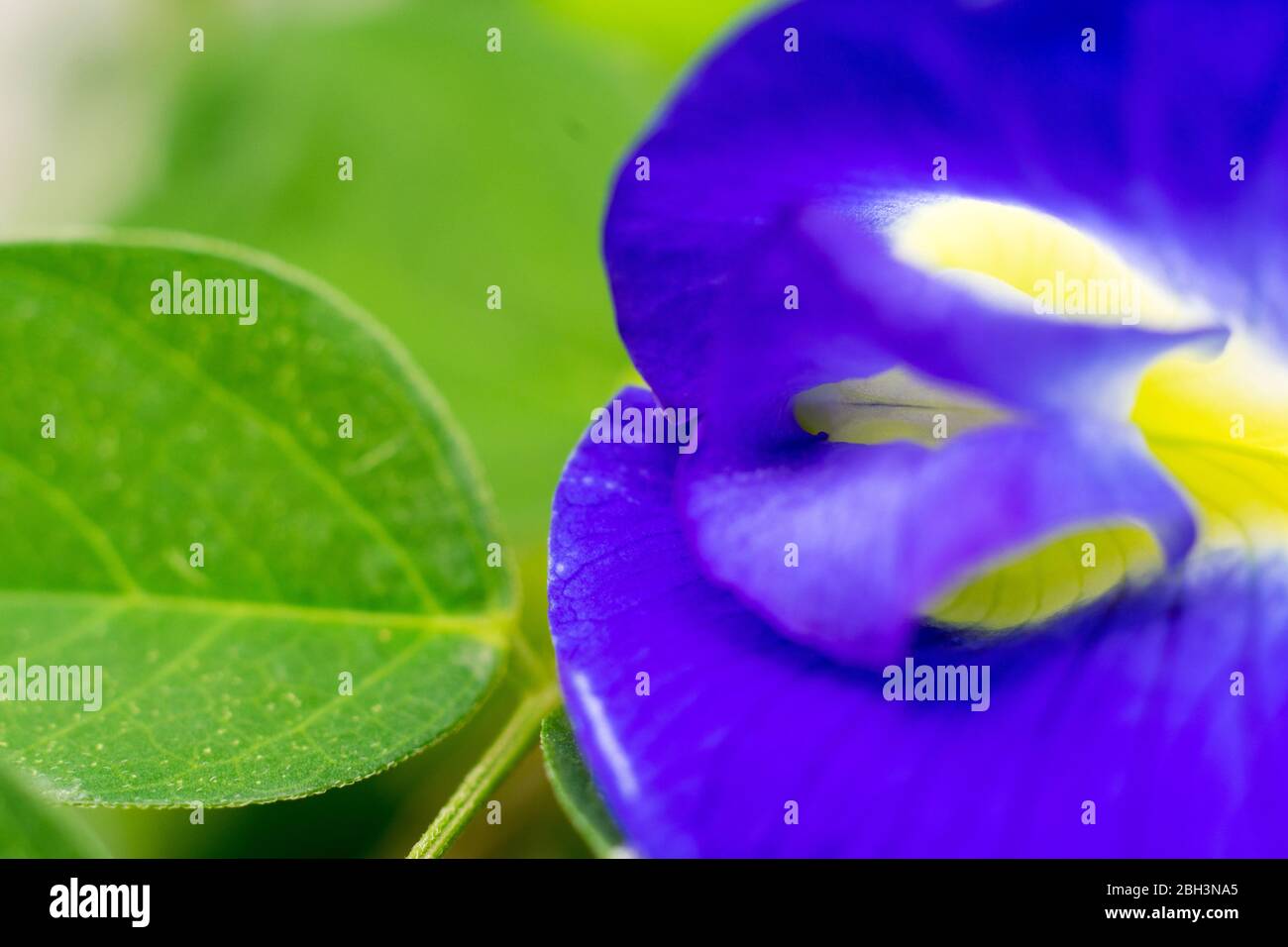 Blue Clitoria ternatea Aparajita Butterfly pea Flower Closeup Stock ...