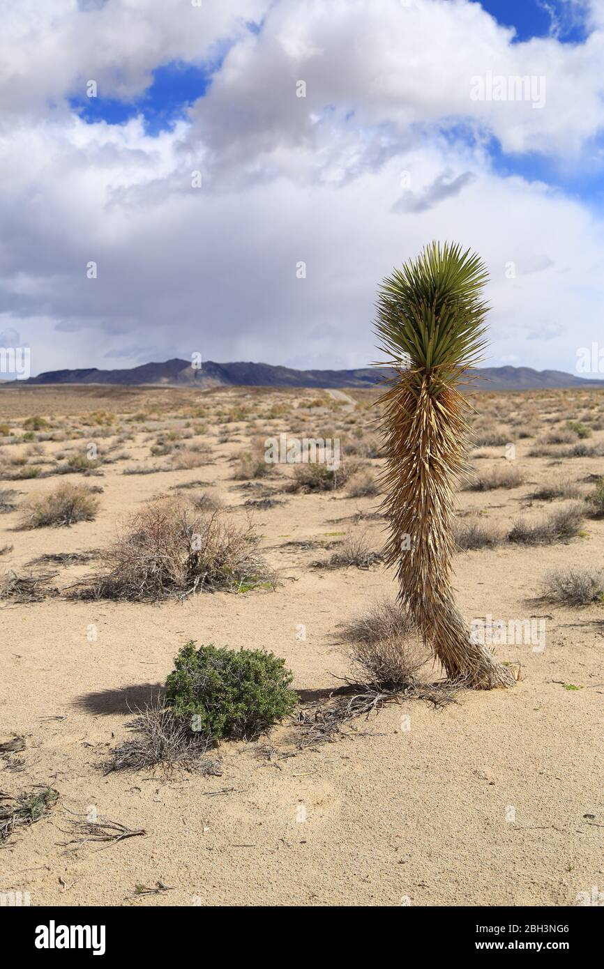 Joshua Tree (Yucca Brevifolia), Death Valley National Park, California ...